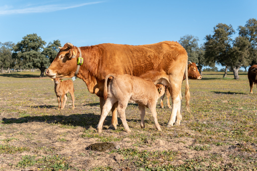 Smart agritech pioneer Digitanimal helps ranchers better manage their ...